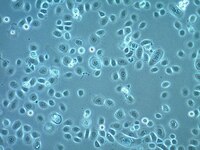 A2EN Human Endocervical Epithelial Cell Line | SCC131